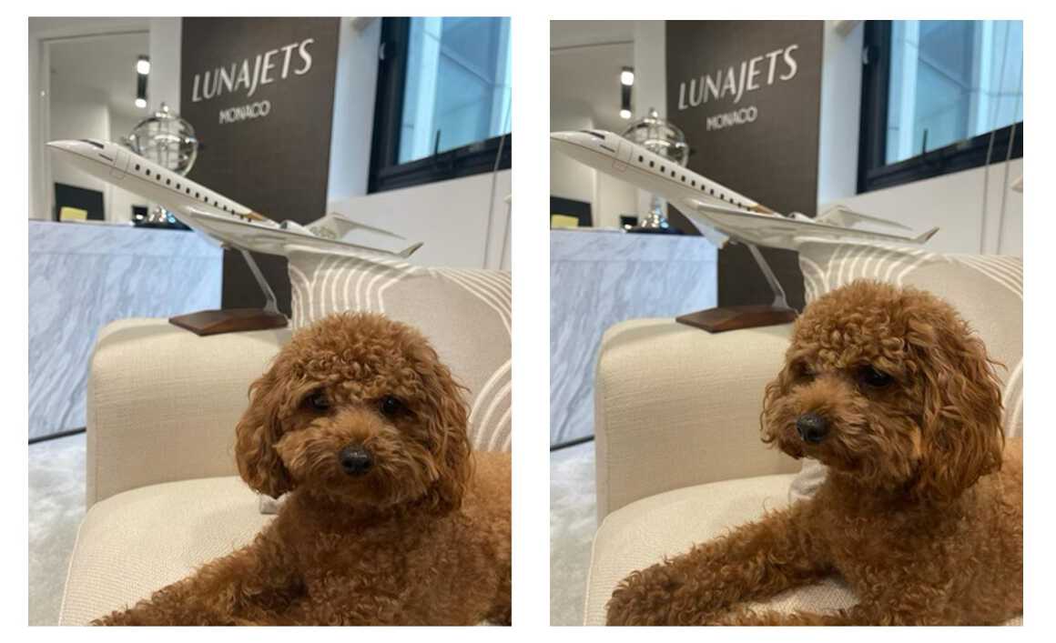 Flying with your cat or dog (and other pets) on a private jet