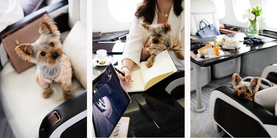 Flying with your cat or dog (and other pets) on a private jet