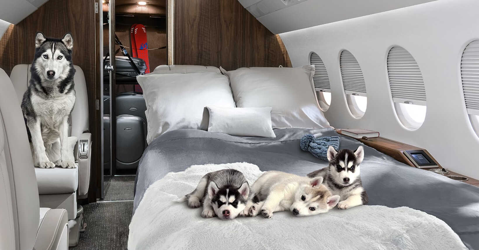 Flying with your cat or dog (and other pets) on a private jet