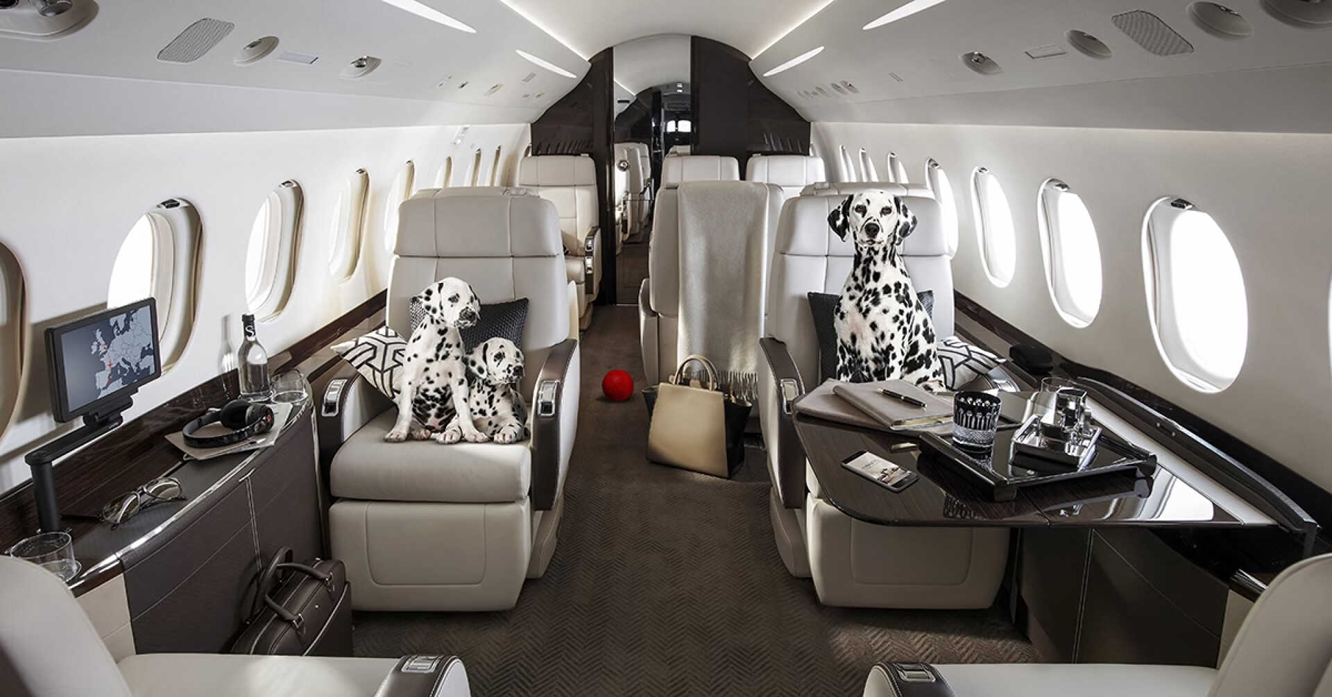 Flying with your cat or dog (and other pets) on a private jet