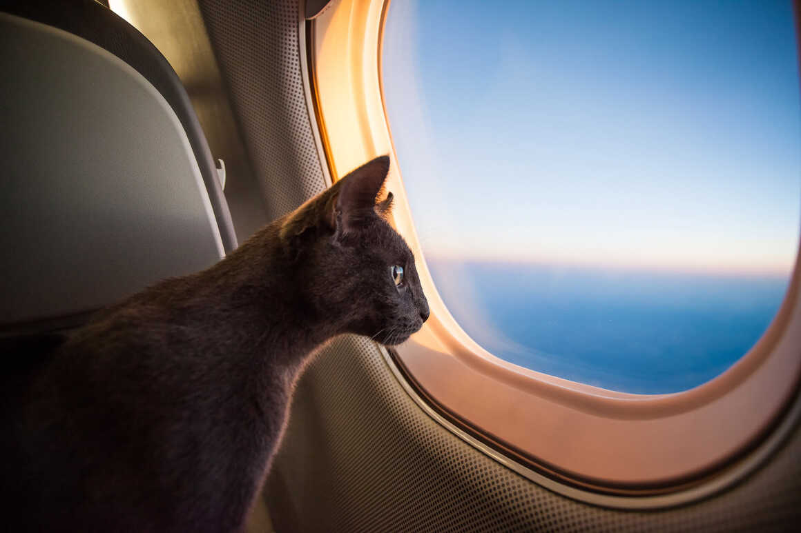 Flying with your cat or dog (and other pets) on a private jet